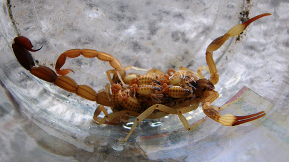 “Aparecen alacranes en cantidades que preocupan” | ... | Página12