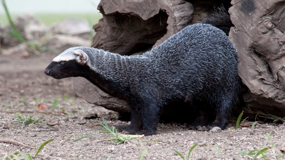 Hallaron una especie rara de hurón en la Argentina | Dos ejemplares ...