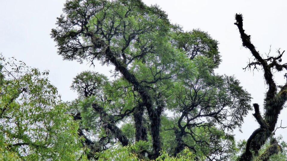 Cedro coya: El coloso de las yungas | Especies amenazadas | Página|12