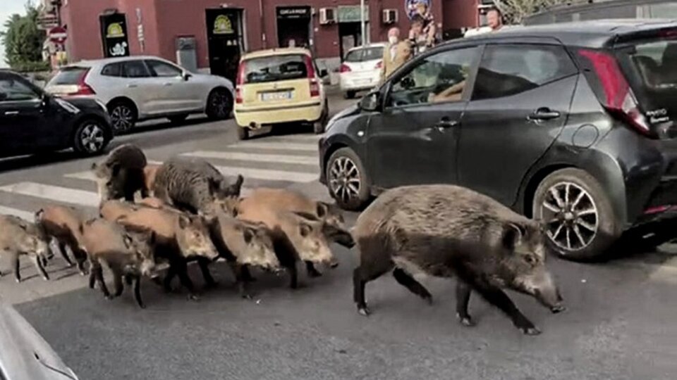 Roma: toque de queda nocturno por la presencia de jabalíes en las ...