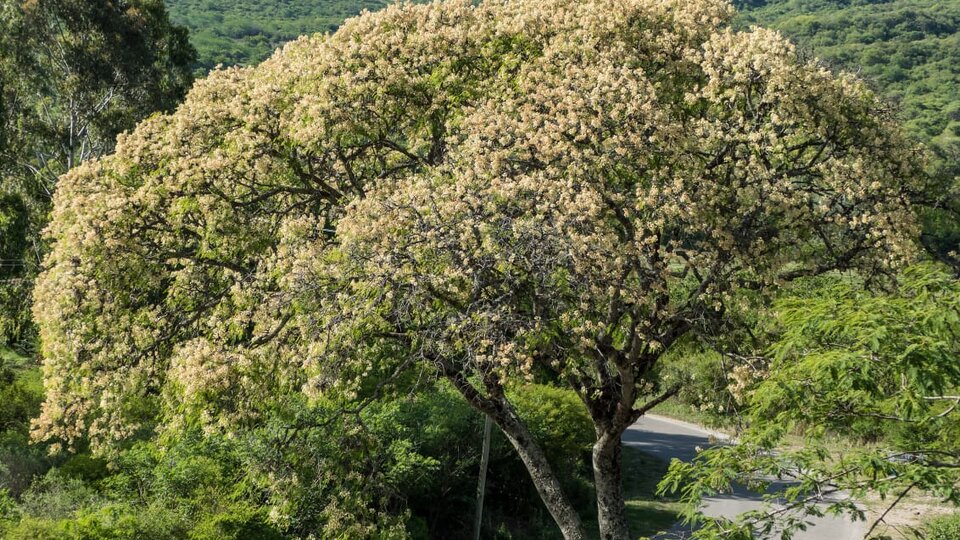 El cebil y el vínculo con los dioses | Especies amenazadas | Página|12