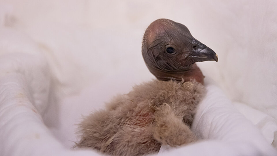 Después de 29 años nació un cóndor sin asistencia humana en el ...