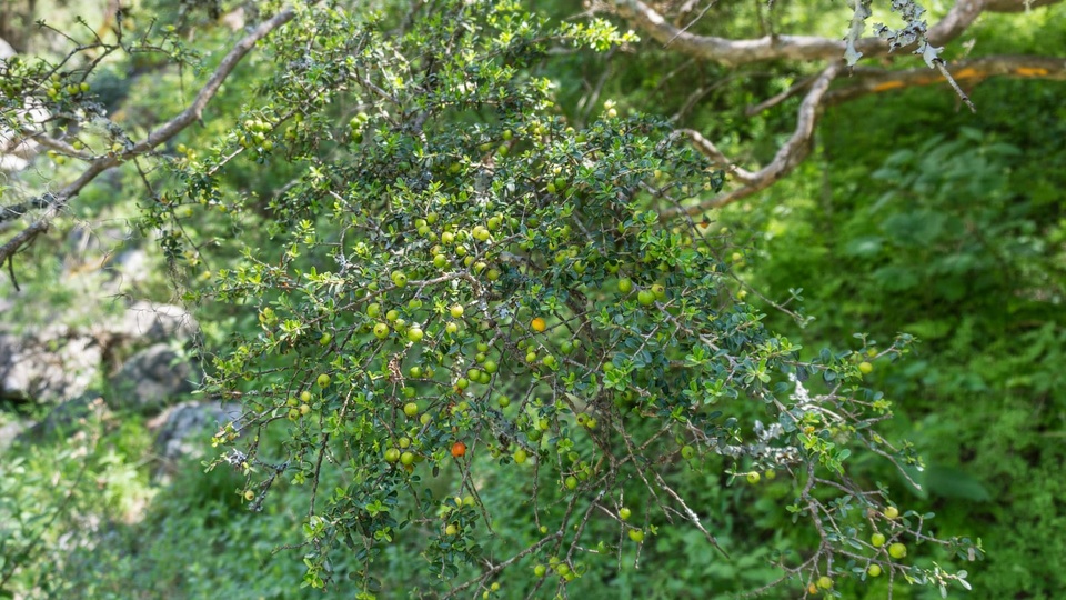 El mato mulato: una especie escasa en el mundo | Especies amenazadas ...