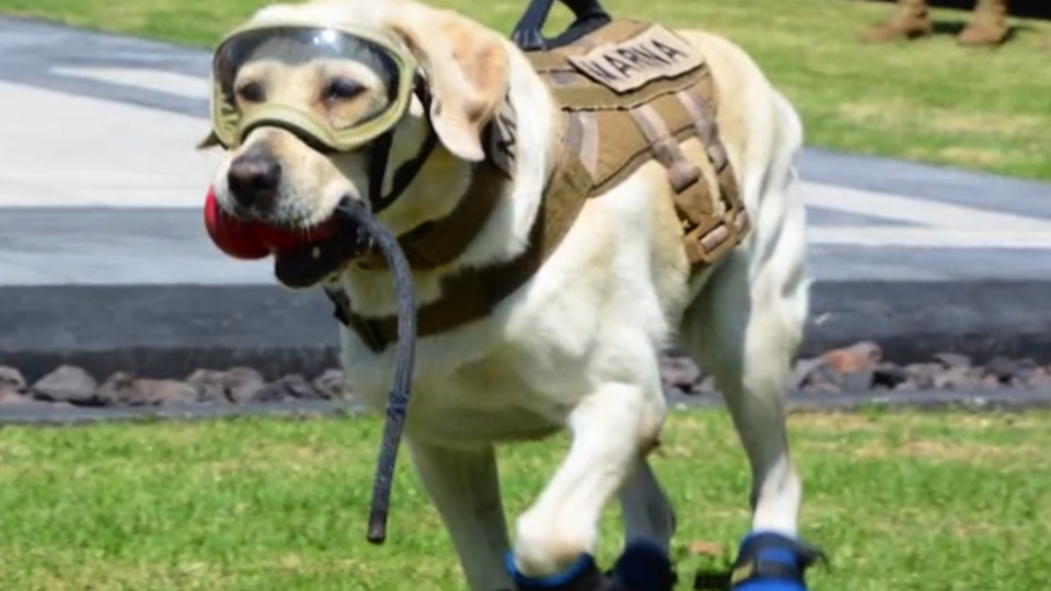 Murió Frida, la perrita rescatista que brilló durante el terremoto de ...