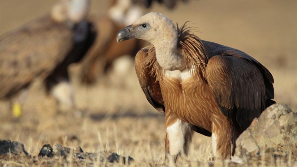 El día del buitre | Página|12