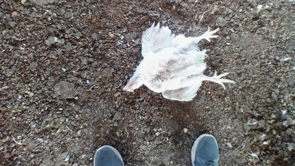 Productor santiagueño denunció que sus aves murieron fumigadas | Desde ...