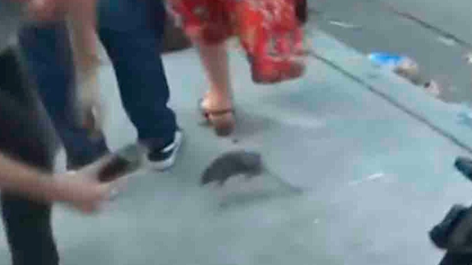 "Ordenamos lo que desordenó la rata" | Momento insólito | Página|12