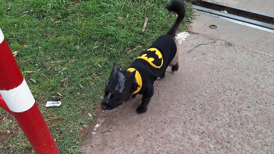 Los perros de acá | Página|12