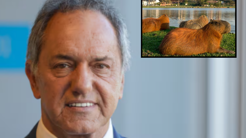 Scioli propuso crear un santuario para los carpinchos de Nordelta y lo tildaron de "vendehumo ...