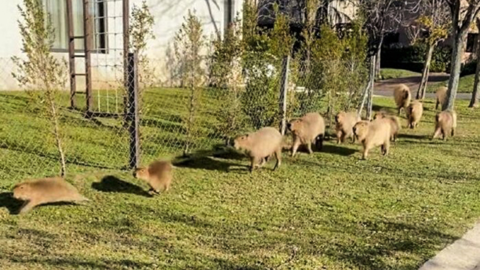 Encoxadw saw the assistant of Esmeralda Miss Betty post a