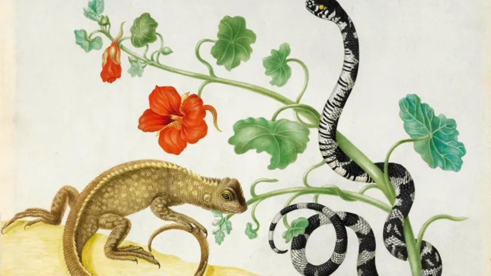 Dorothea Maria Graff: retratos de animales | Rescates | Página|12