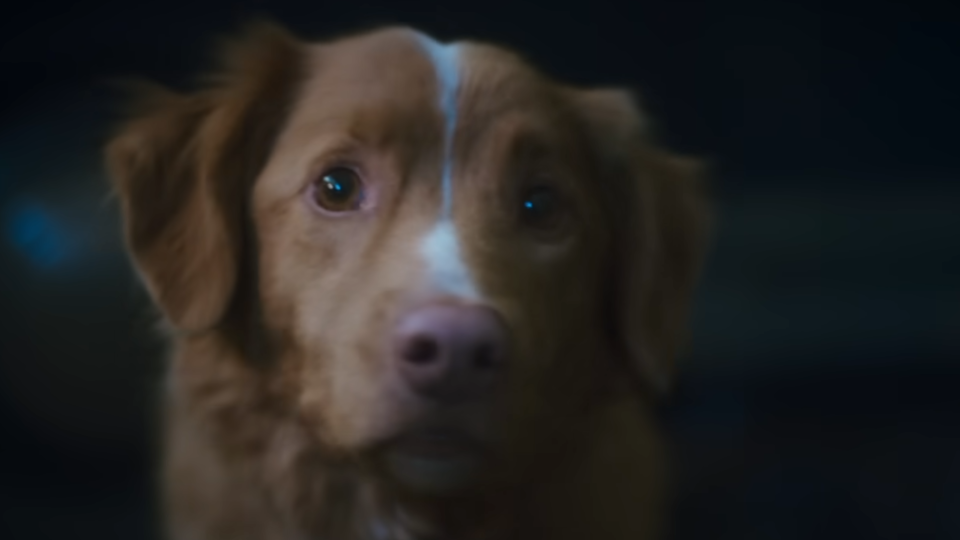 "Good Boy", así es la película de terror independiente que cautiva a la ...