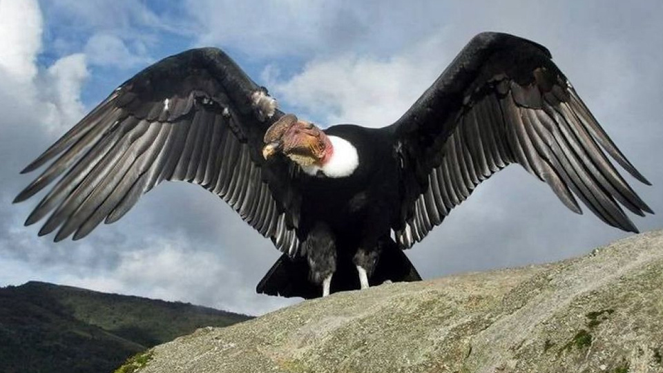 Cóndor y Patria Grande | Página|12