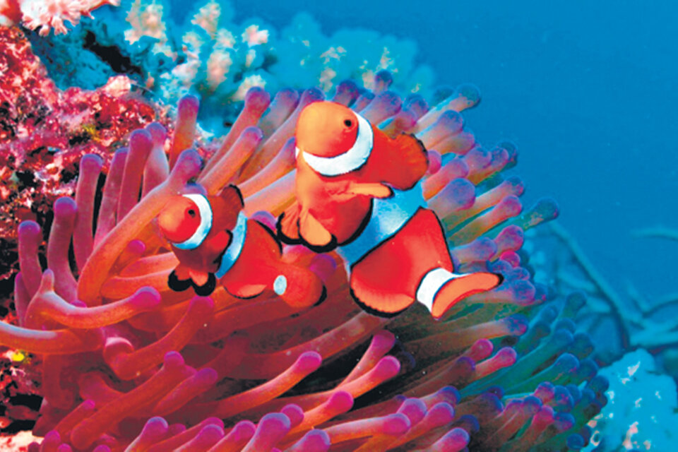 El calor estresa a Nemo | Los peces payaso ponen menos huevos | Página12