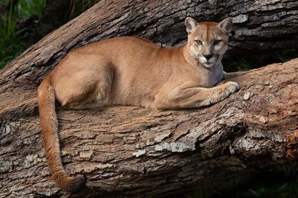 Querer y poder | Can | Página12