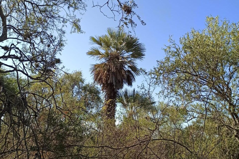 Caranday: La palmera autóctona | Especies amenazadas | Página12