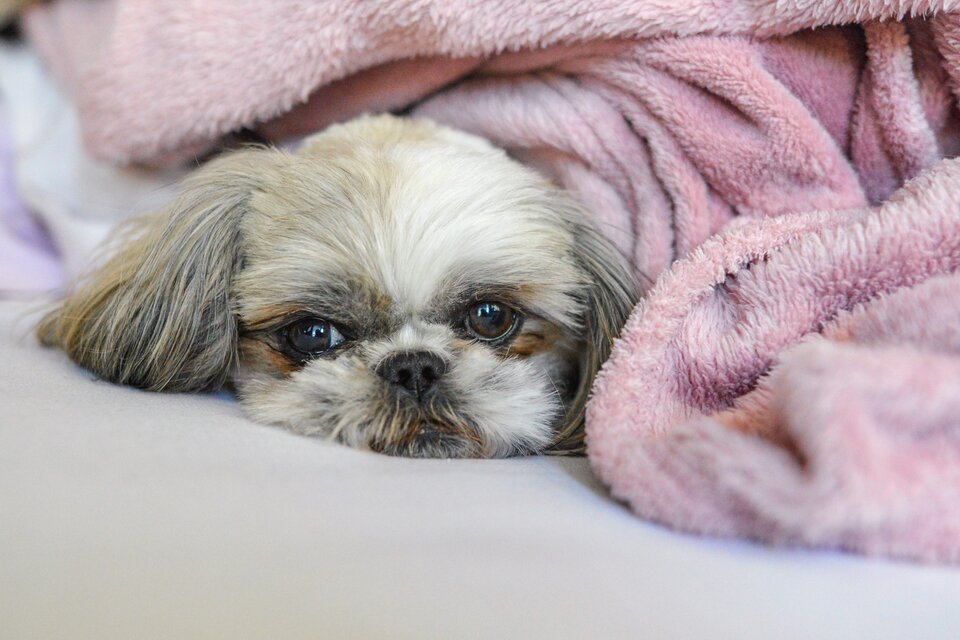 5 Posibles Causas Por Las Que Los Perros Orinan En La Cama Y Cómo