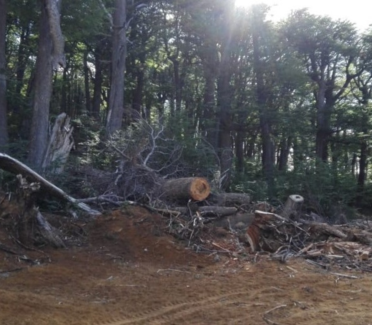 Bosque Talado Parte Bosque Coníferas Está Siendo Talado — Foto De