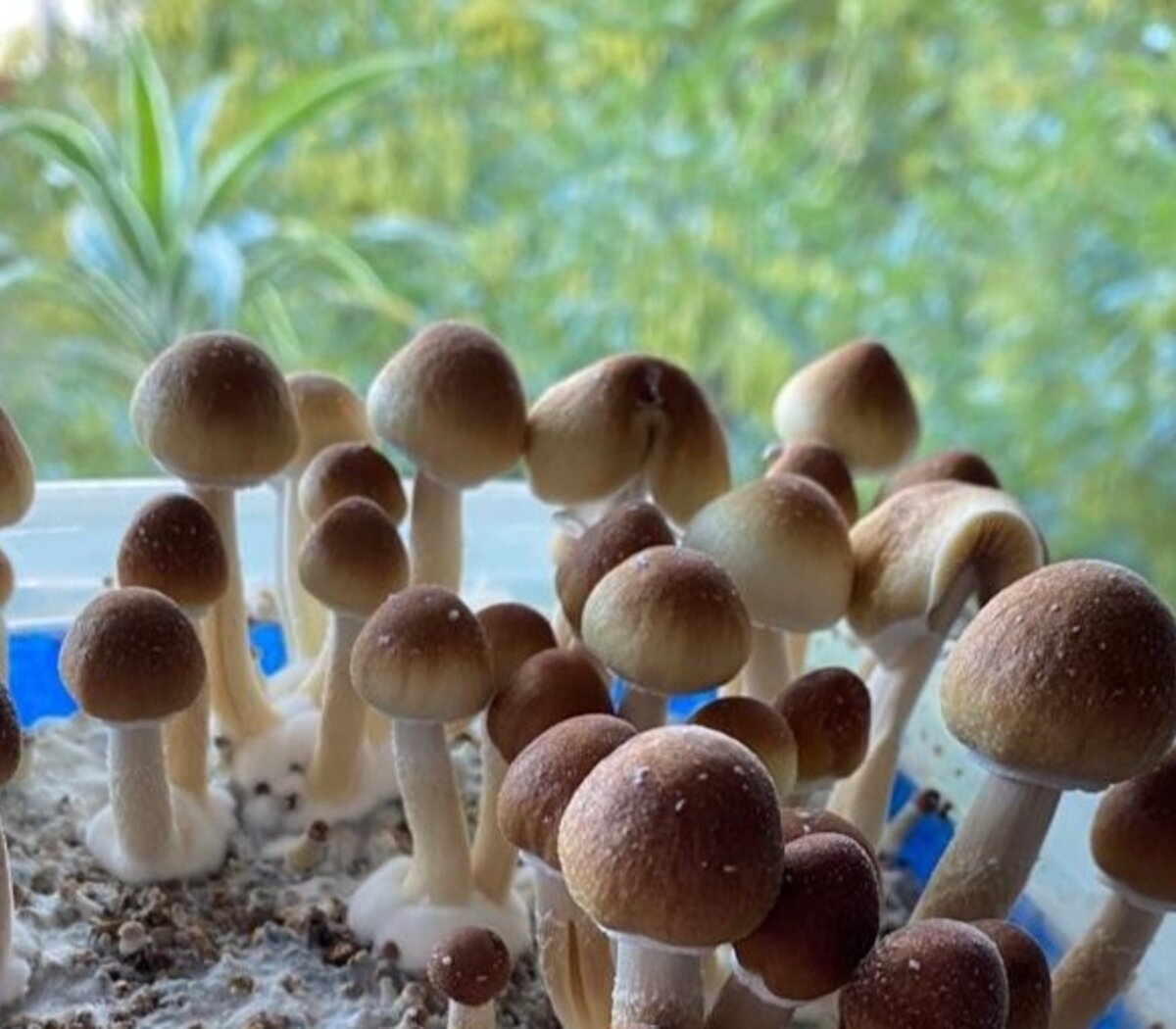 Hongos Alucinógenos Comestibles